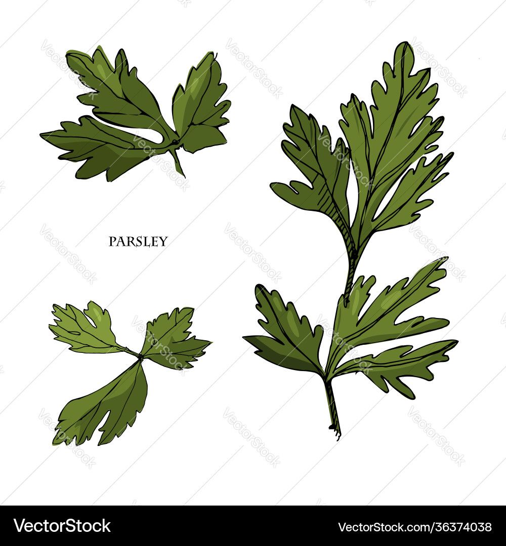 Parsley sketch detailed hand drawn Royalty Free Vector Image