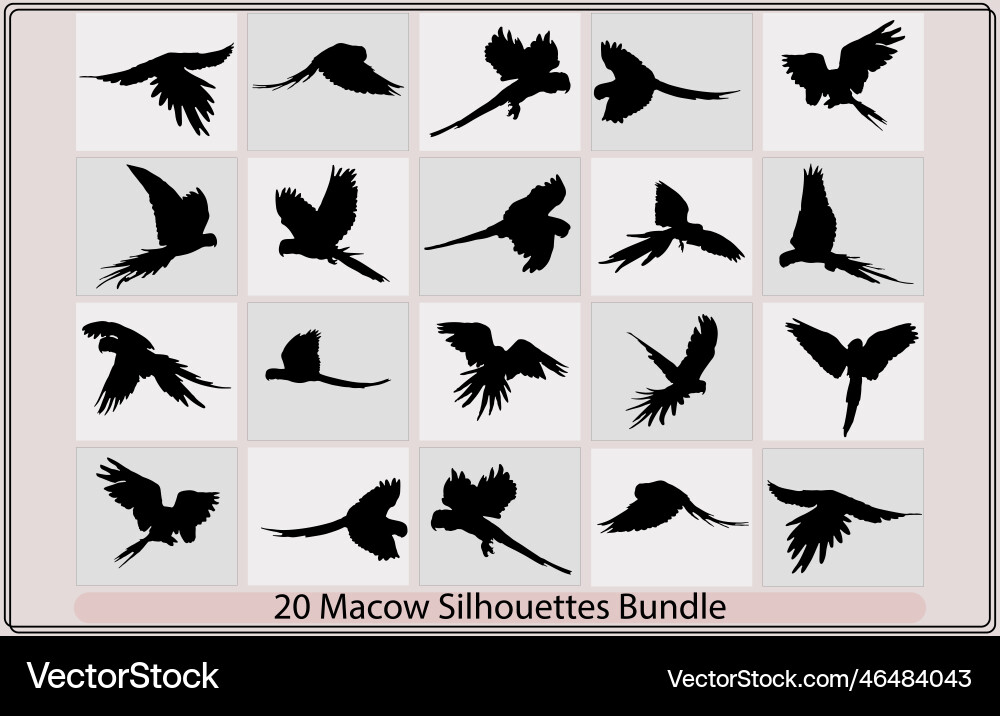 Macow silhouettetropical wild bird black Vector Image
