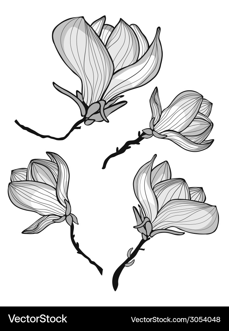 Beautiful magnolia flowers Royalty Free Vector Image