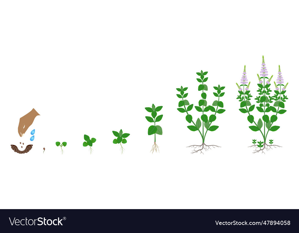 Cycle of growth of peppermint plant Royalty Free Vector Cycle of growth of peppermint plant Royalty Free Vector