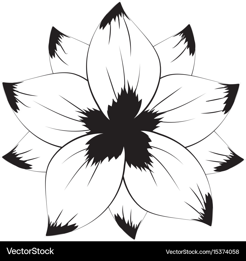 Line rustic flower with natural petals Royalty Free Vector