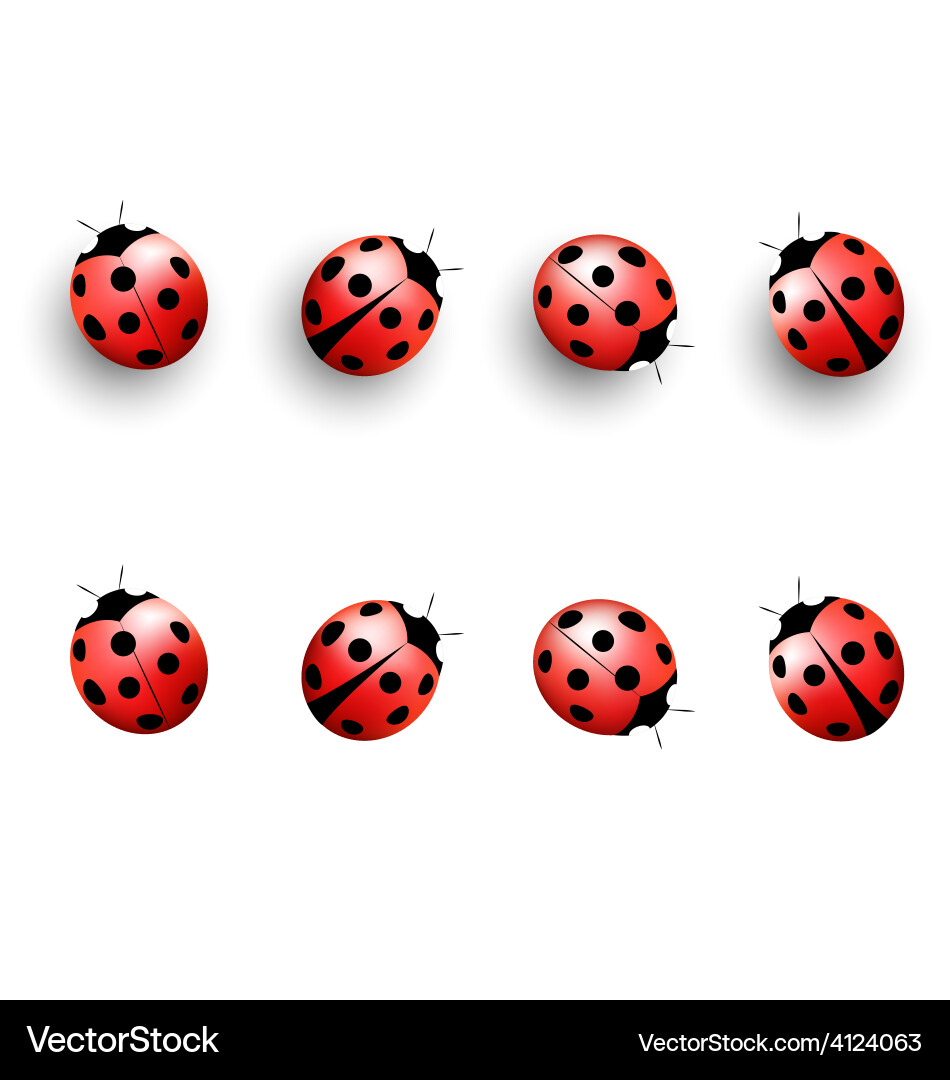 Four lady bugs with shadows and isolated on white Vector Image