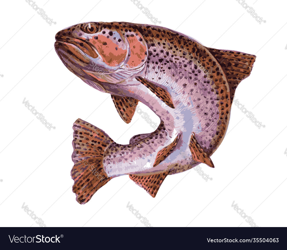 Rainbow trout fish collection Royalty Free Vector Image