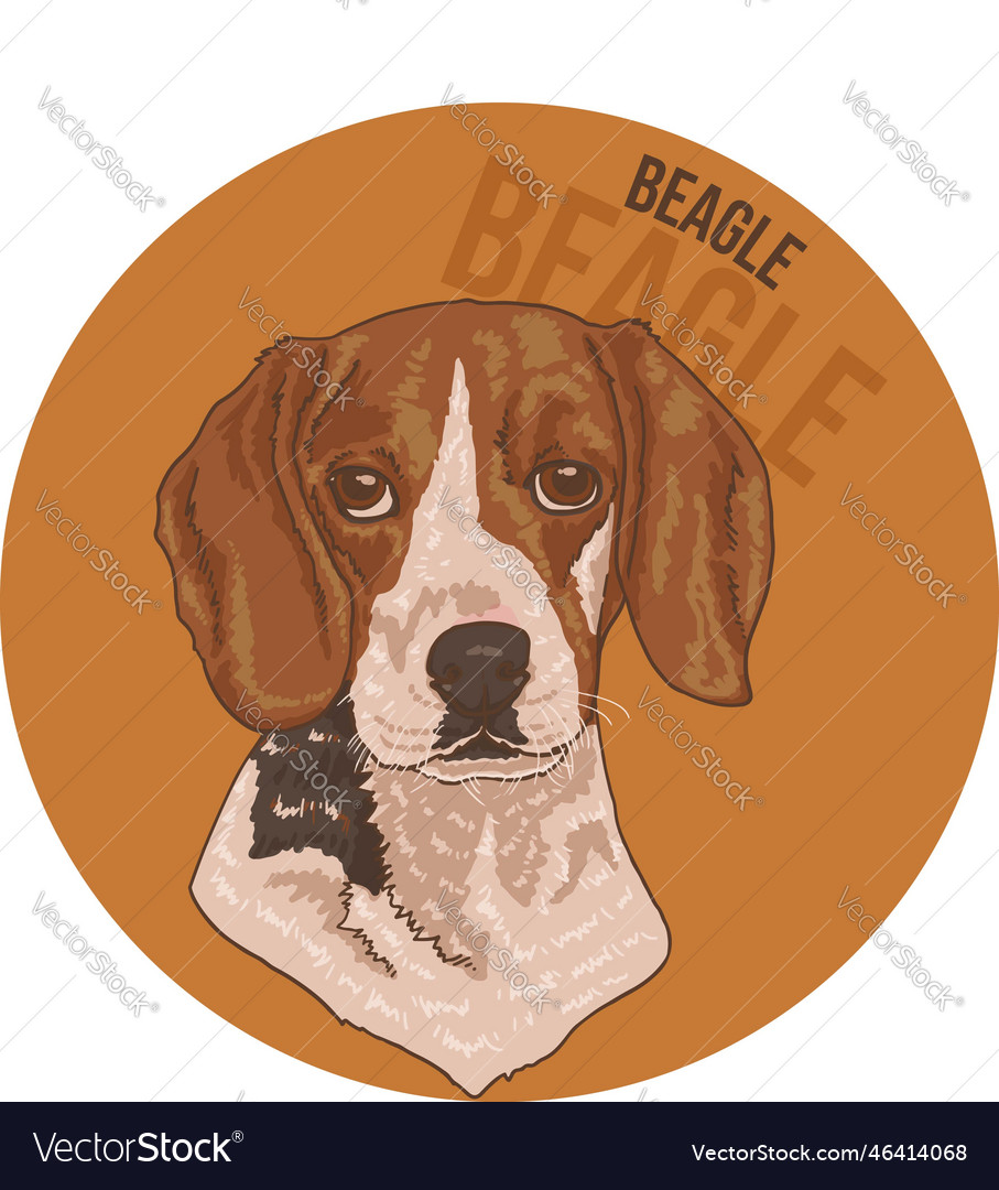 Beagle Royalty Free Vector Image - VectorStock