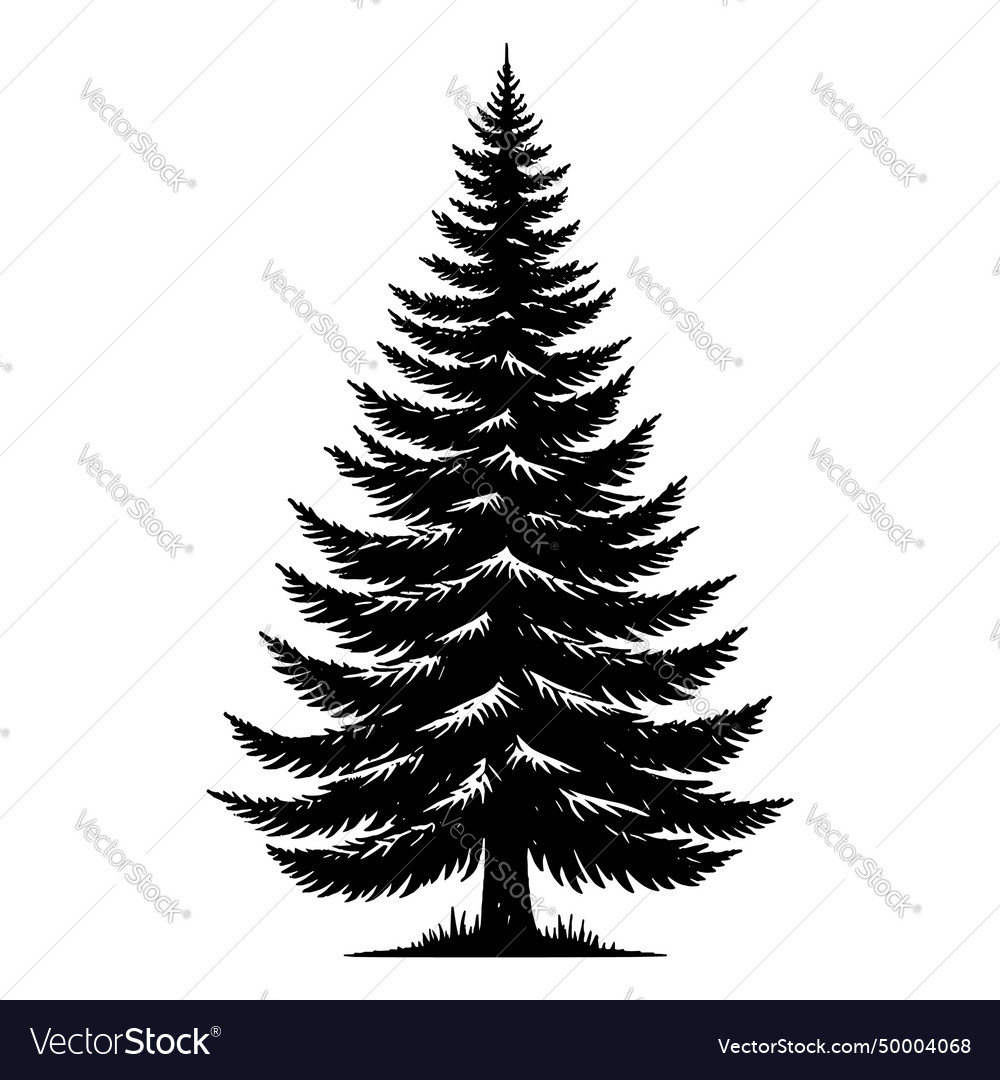 Pine tree silhouette Royalty Free Vector Image