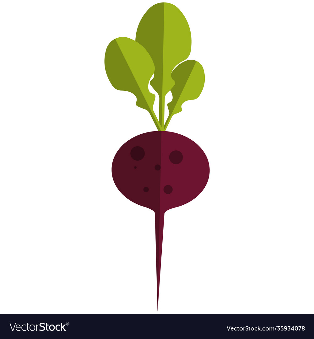Beetroot icon flat isolated Royalty Free Vector Image