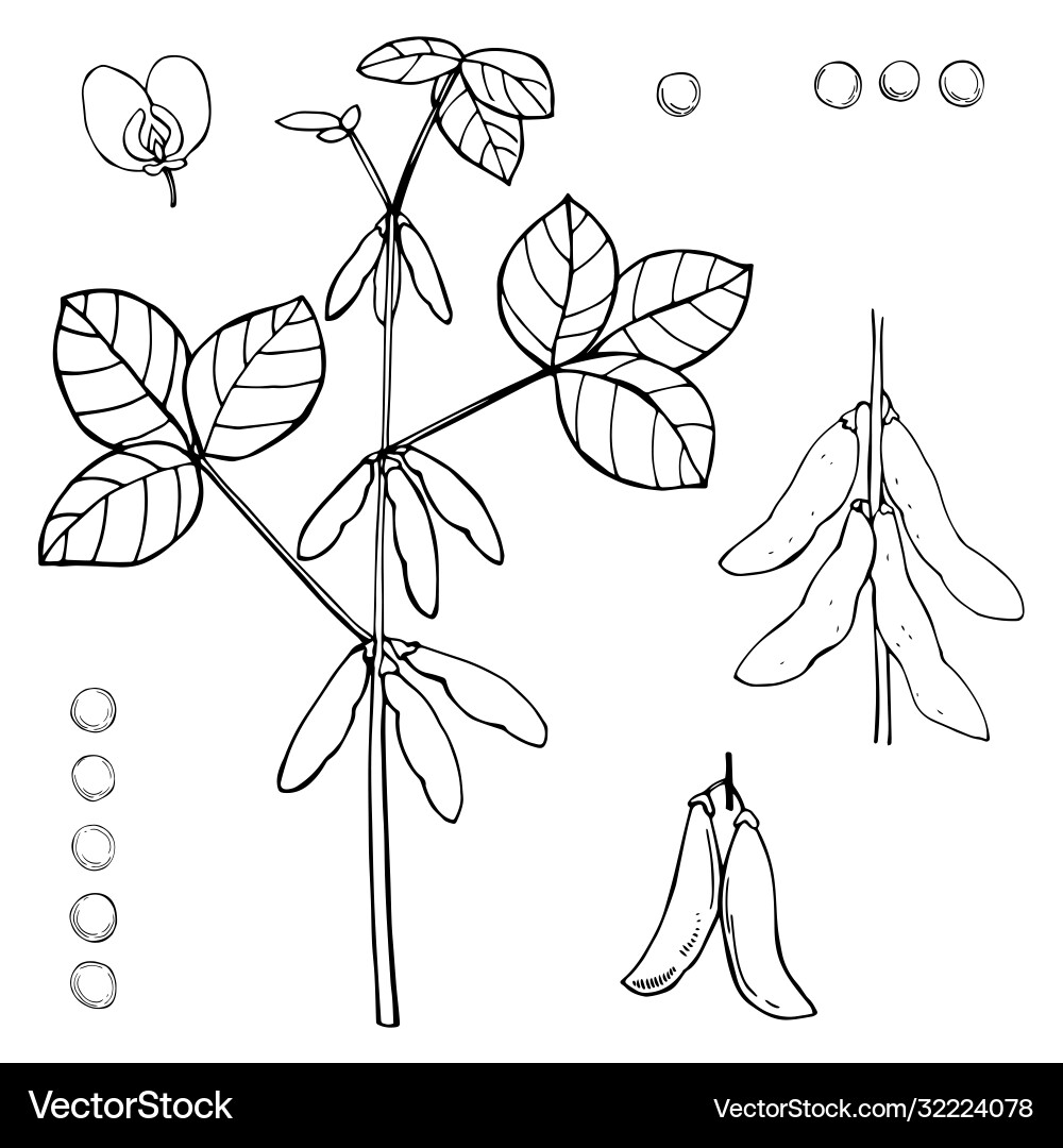 Hand drawn soybean plant on a white background Vector Image