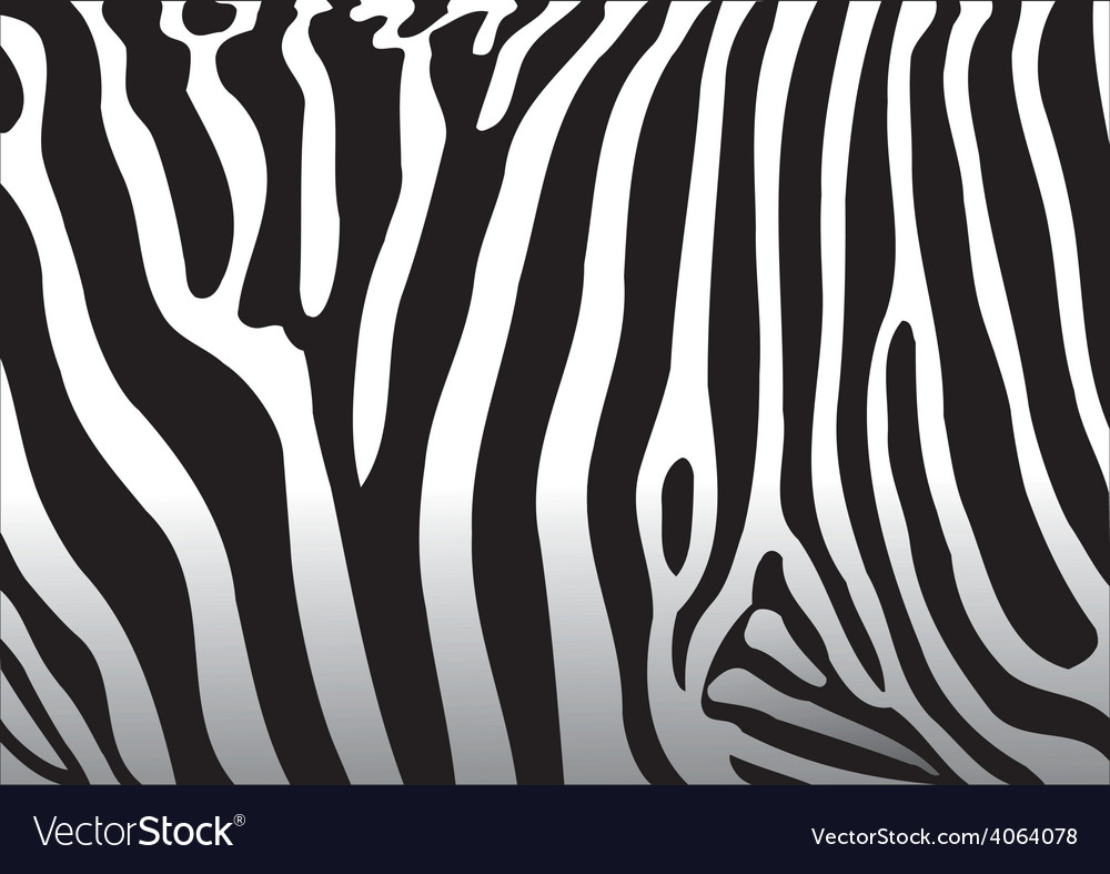 Zebra texture Royalty Free Vector Image - VectorStock
