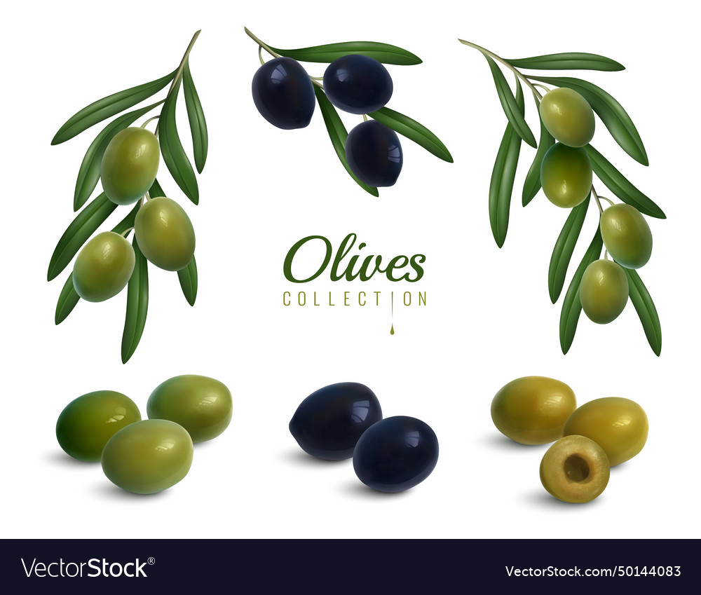 Realistic olives branches set Royalty Free Vector Image Realistic olives branches set Royalty Free Vector Image
