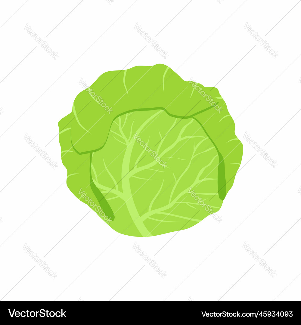 Cabbage with big bright green leaves vegetarian Vector Image