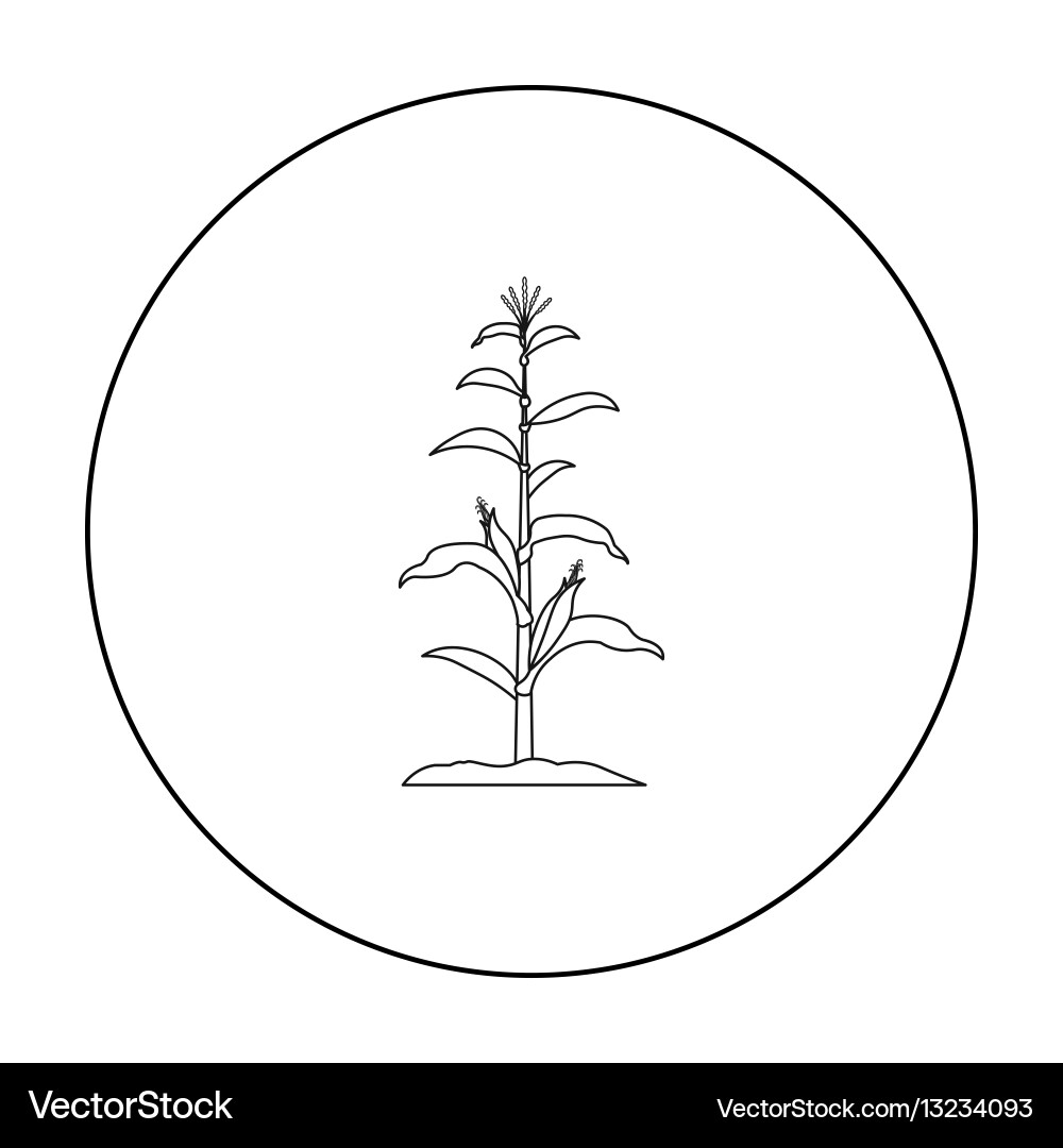 Corn icon outline single plant from the big Vector Image