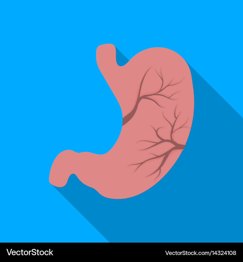 Stomach icon in flat style isolated on white Vector Image