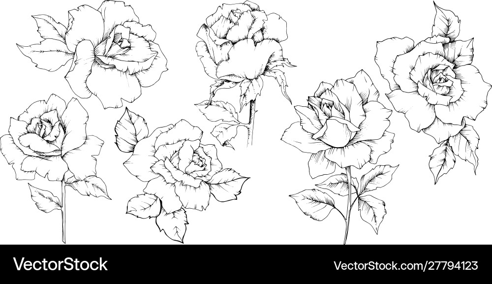 Rose flower in a style isolated Royalty Free Vector Image