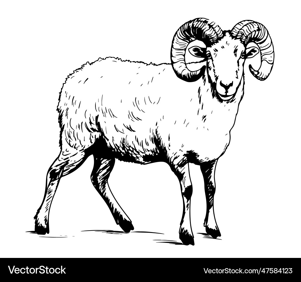 Sheep ram sketch hand drawn in doodle style Vector Image