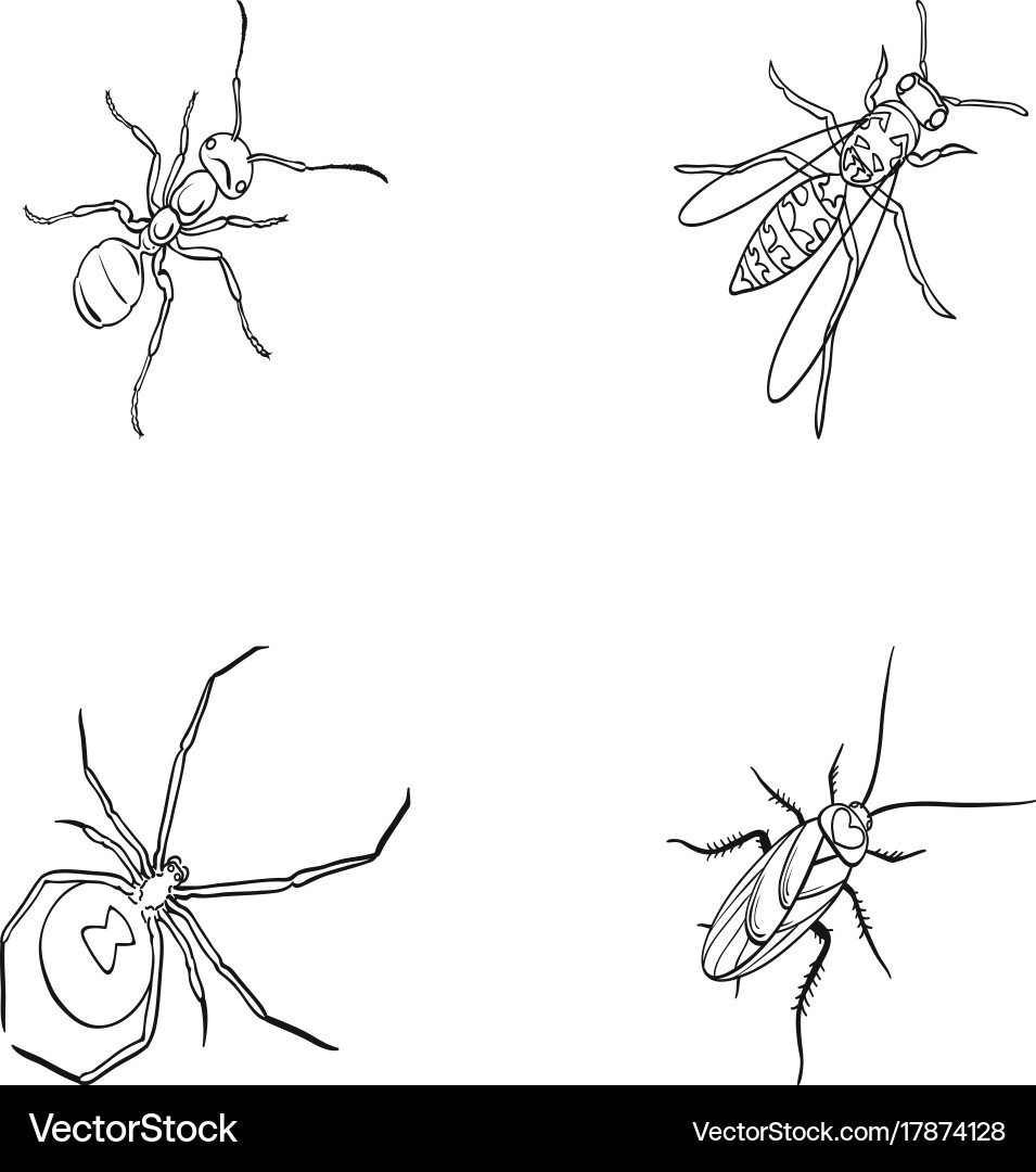 An insect arthropod osa a spider cockroach Vector Image