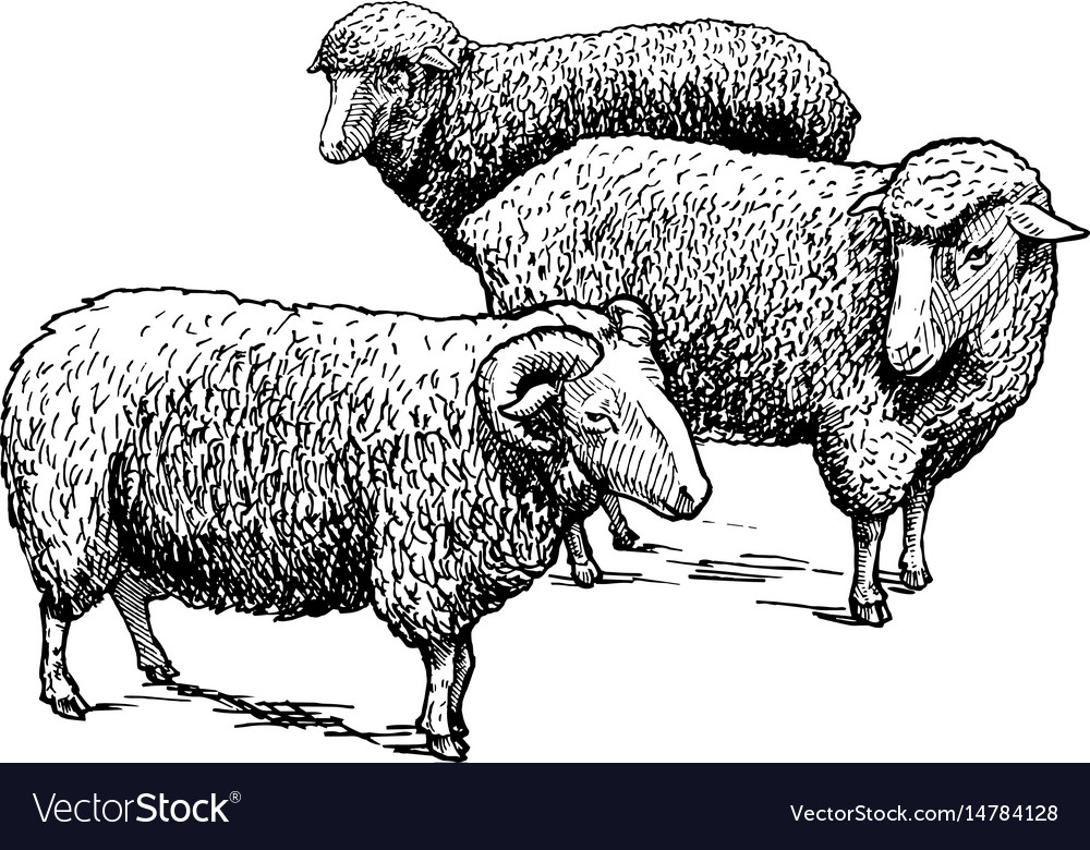 Flock of sheep Royalty Free Vector Image - VectorStock Flock of sheep Royalty Free Vector Image - VectorStock