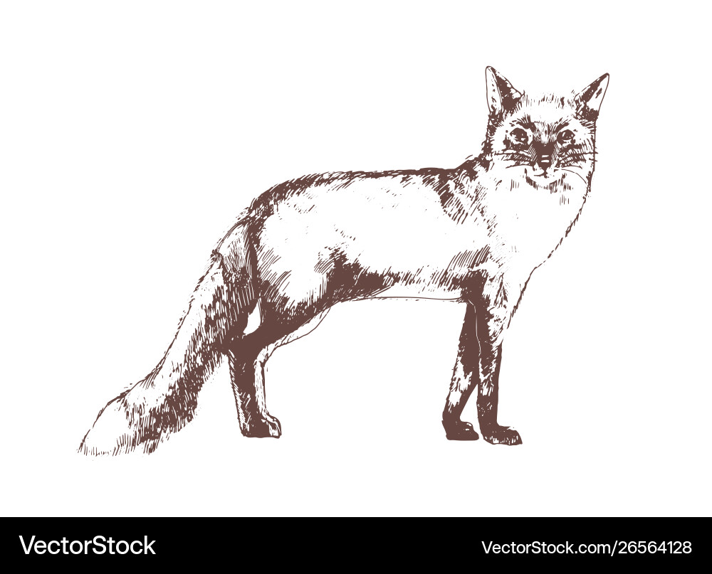 Red fox hand drawn with contour lines on white Vector Image