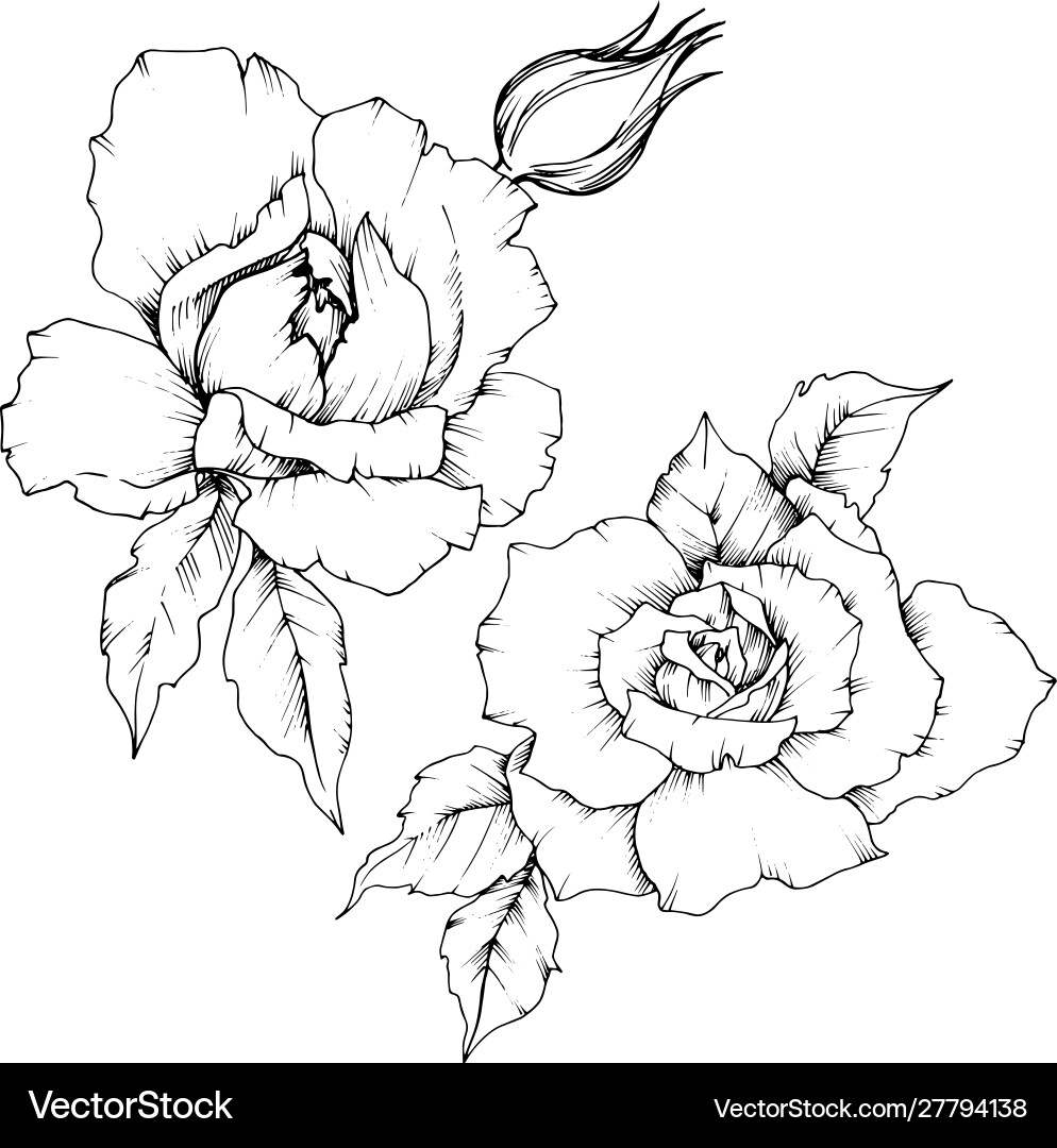 Rose flower in a style isolated Royalty Free Vector Image