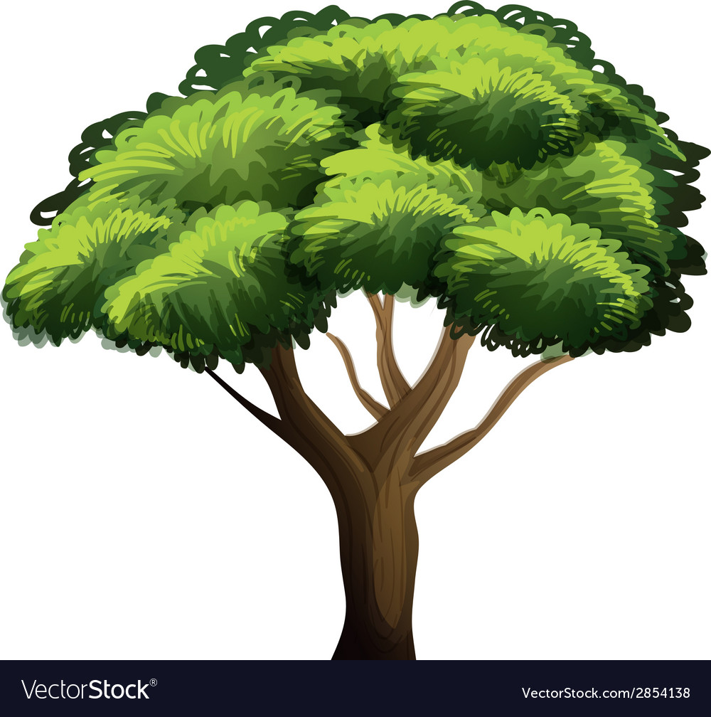 Tree Royalty Free Vector Image - VectorStock