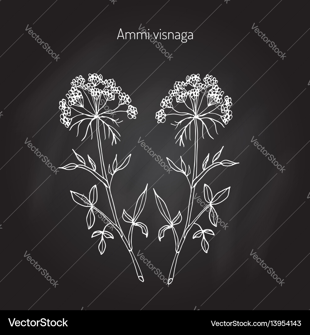 Ammi visnaga aromatic plant Royalty Free Vector Image