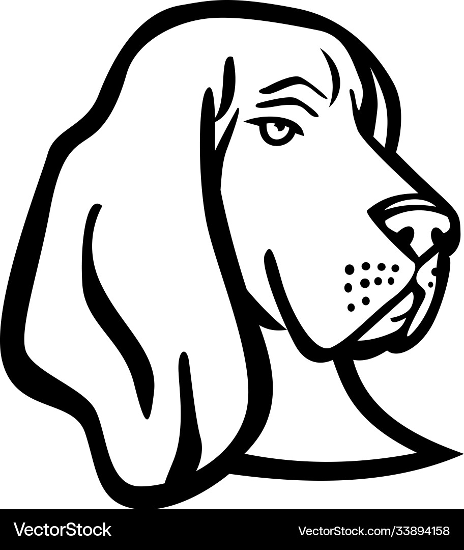 Head a basset hound or scent hound side view Vector Image