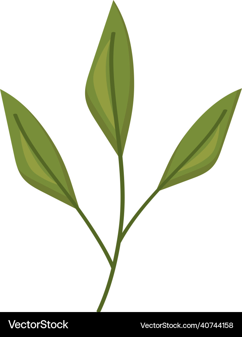 Leaves of matcha Royalty Free Vector Image - VectorStock