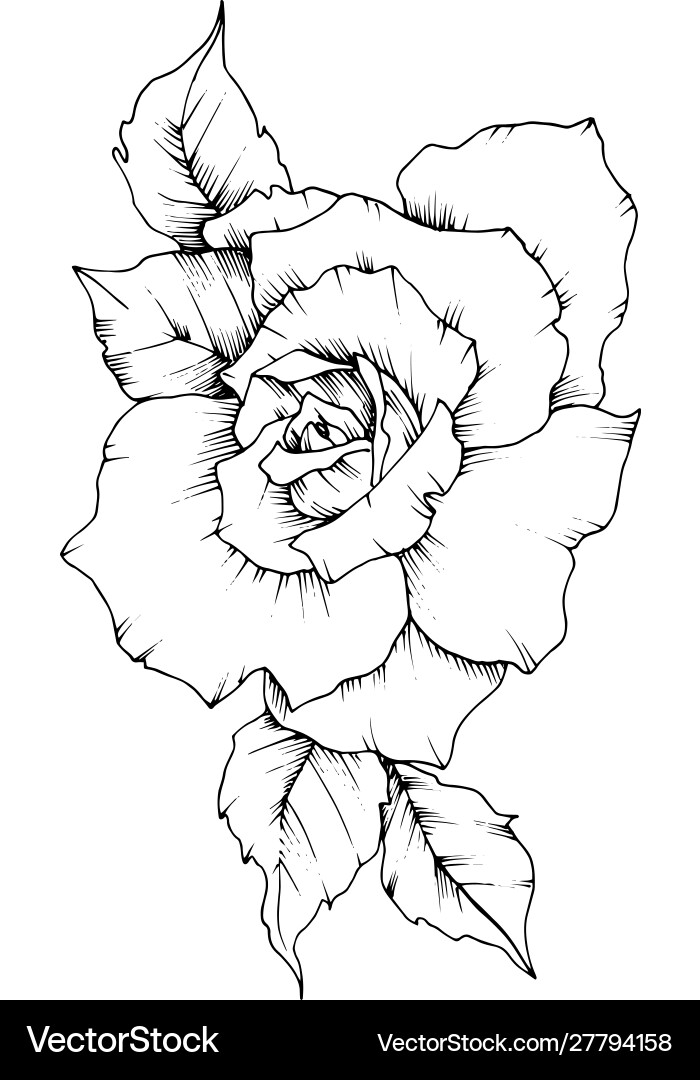 Rose flower in a style isolated Royalty Free Vector Image