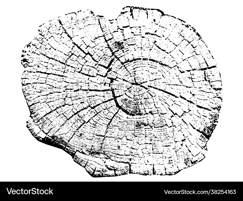Tree growth rings natural cut wood Royalty Free Vector Image