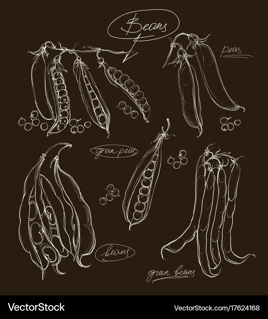 Hand drawing legumes on a black background Vector Image