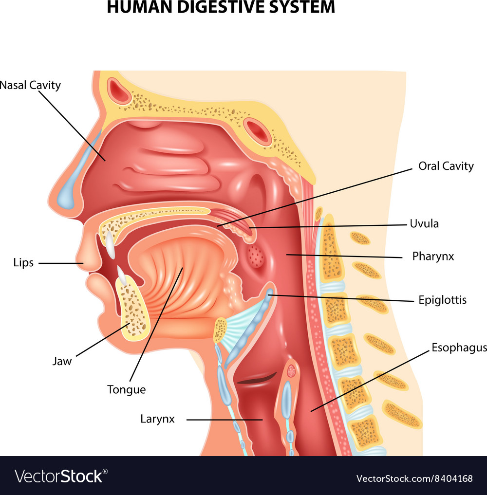 Human digestive system Royalty Free Vector Image Human digestive system Royalty Free Vector Image