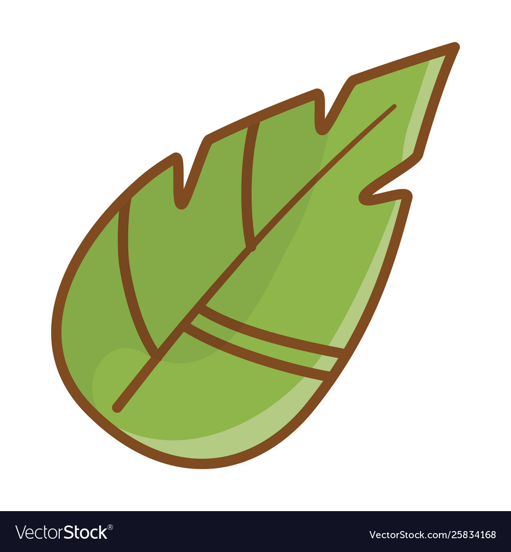 Isolated leaf design Royalty Free Vector Image