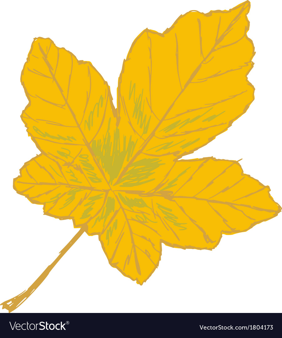 Yellow leaf Royalty Free Vector Image - VectorStock