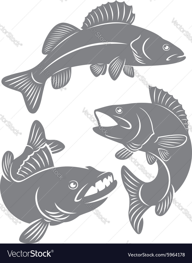 Fish perch Royalty Free Vector Image - VectorStock