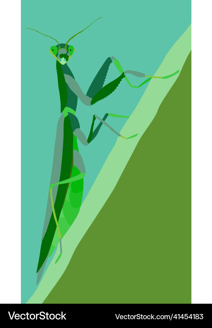 A vivid of green mantis Royalty Free Vector Image