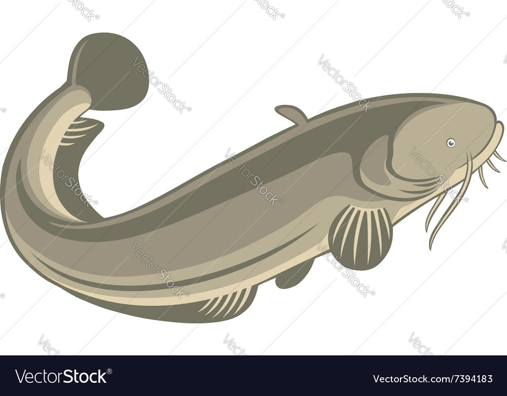 Fish catfish Royalty Free Vector Image - VectorStock
