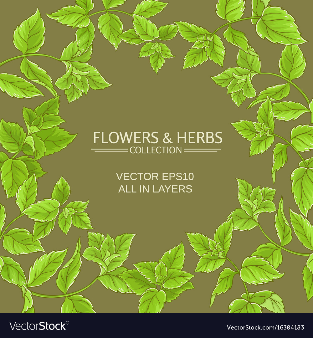 Peppermint frame Royalty Free Vector Image - VectorStock