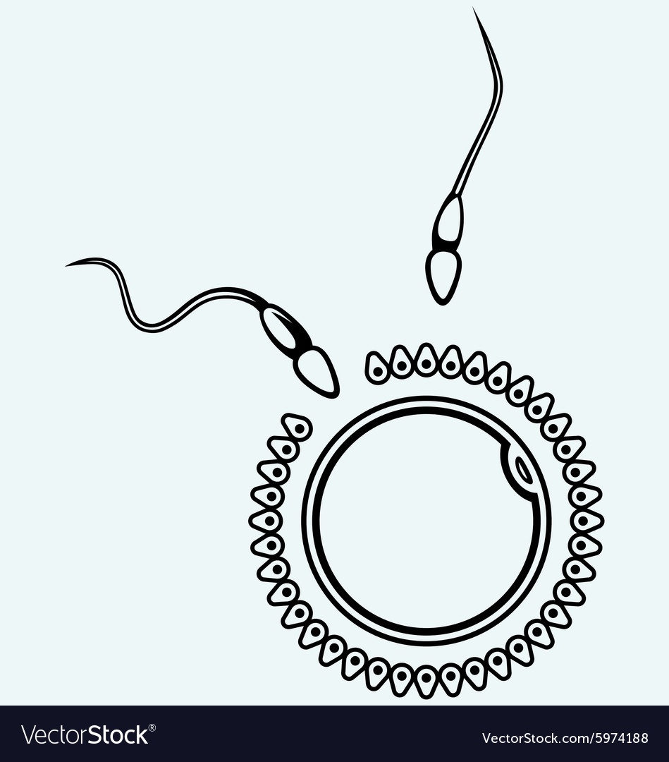 Fertilization labeled Royalty Free Vector Image