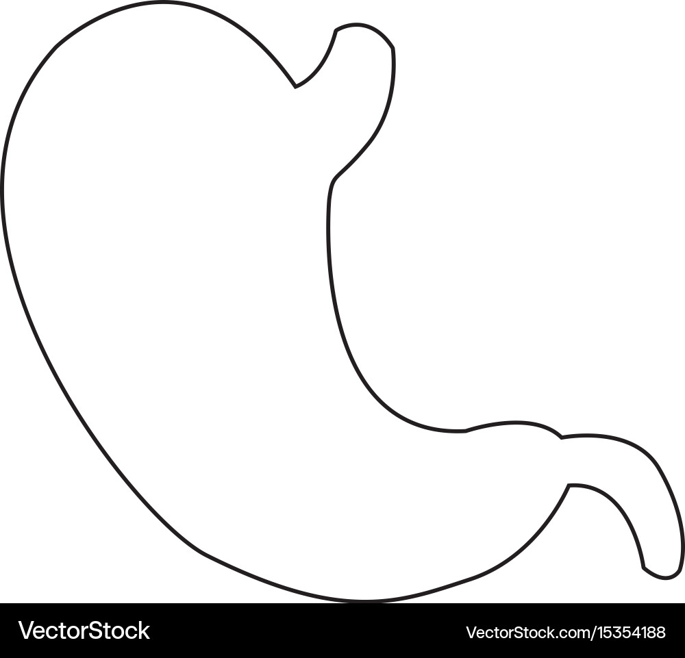 Human internal stomach anatomy Royalty Free Vector Image