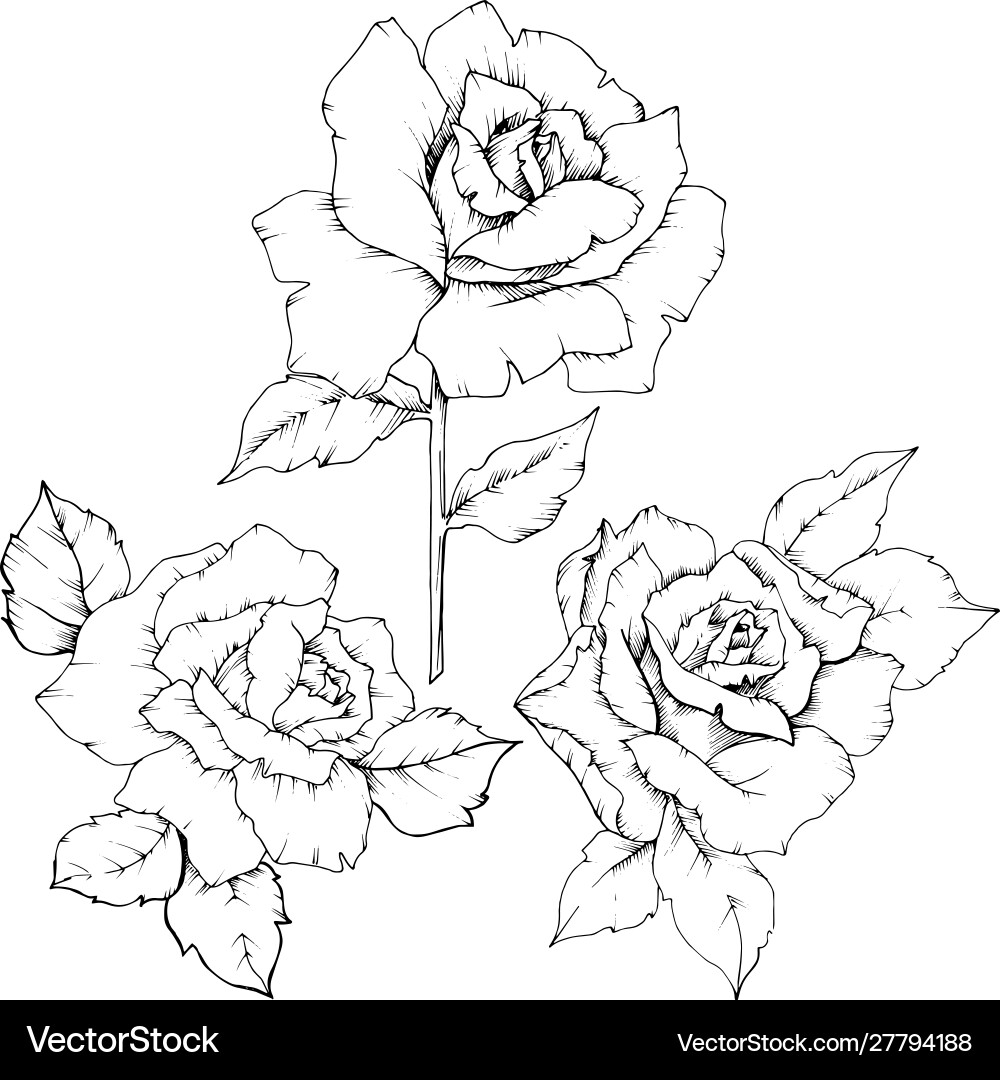 Rose flower in a style isolated Royalty Free Vector Image