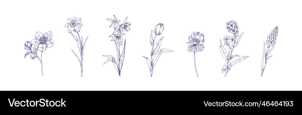 Vintage engraved flowers set botanical drawings Vector Image