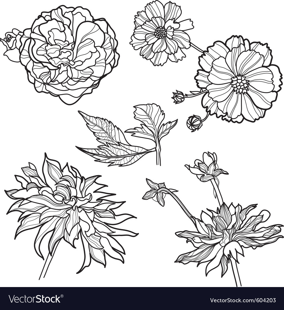 Floral design elements Royalty Free Vector Image