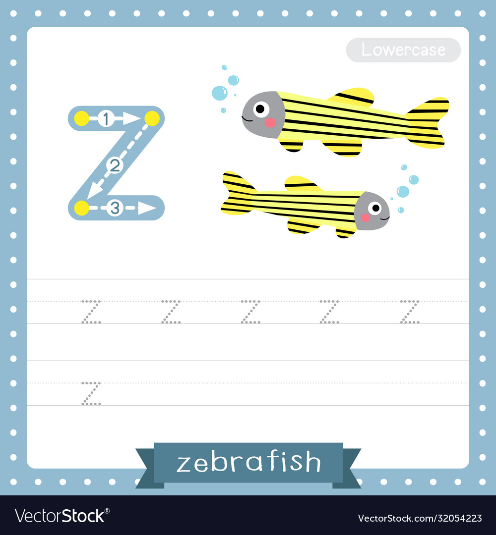 Letter z uppercase tracing practice worksheet Vector Image