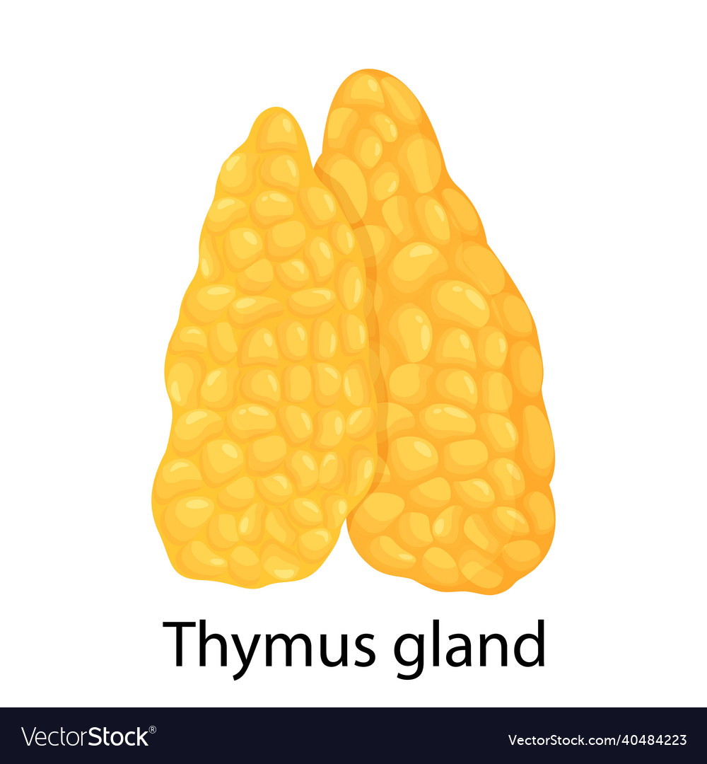Thymus Gland Color Icon Primary Hematopoietic Vector Image