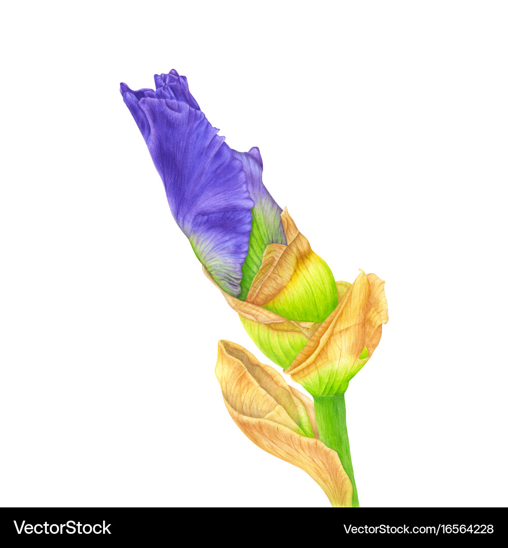 Watercolor pink iris botanical art template for Vector Image