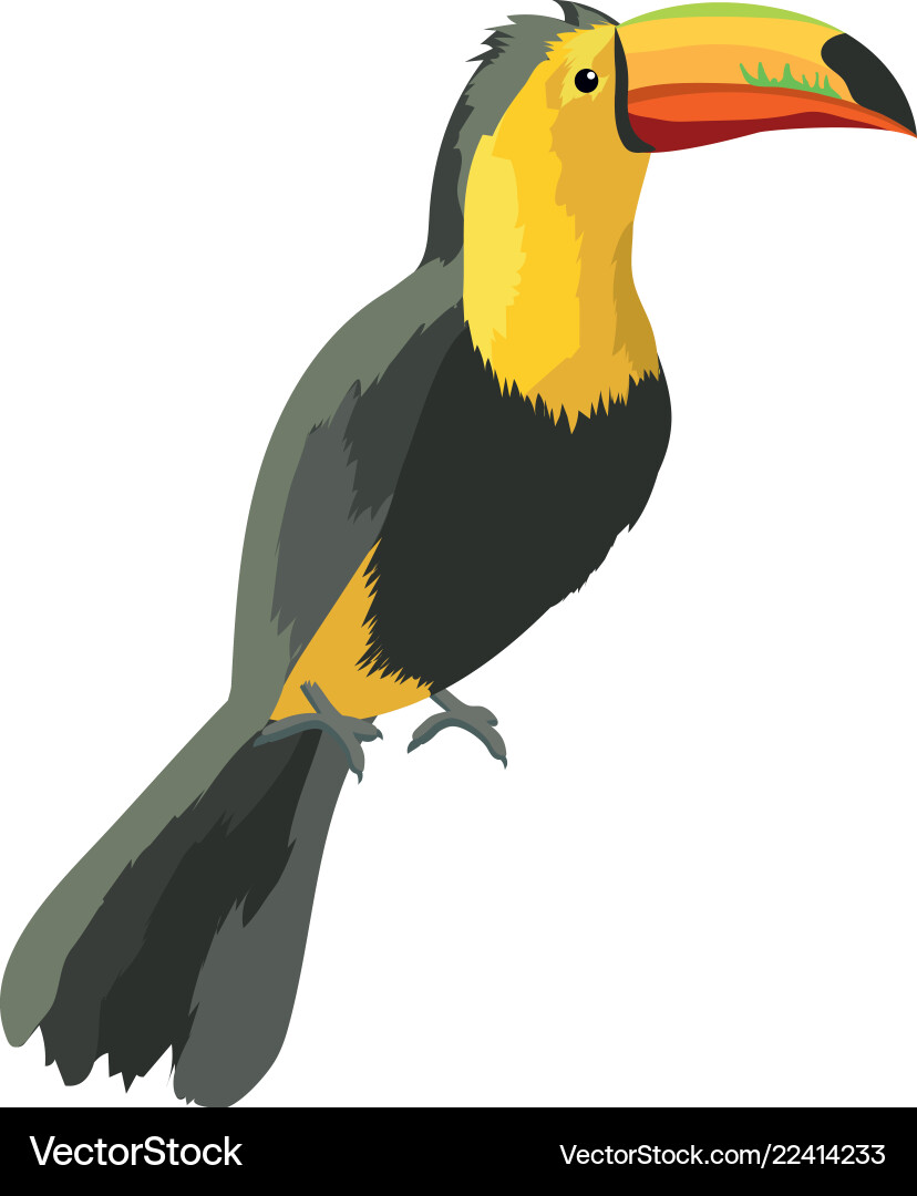 Tucan exotic and tropical bird Royalty Free Vector Image