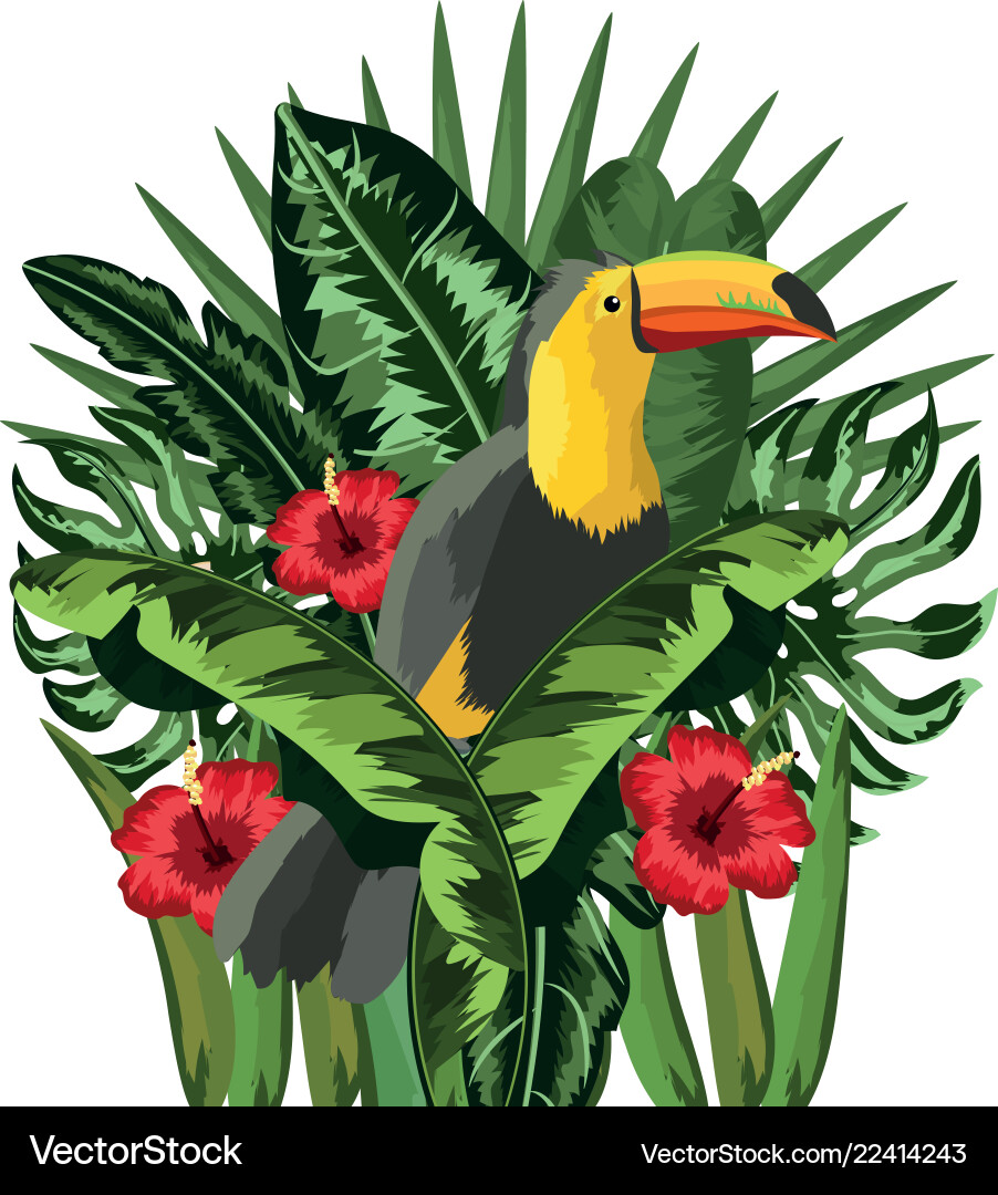 Tucan exotic and tropical bird Royalty Free Vector Image