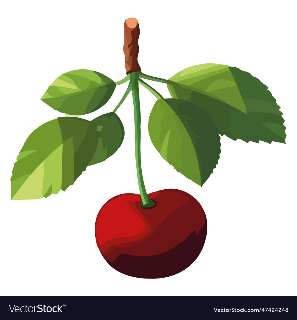Red cherry Royalty Free Vector Image - VectorStock