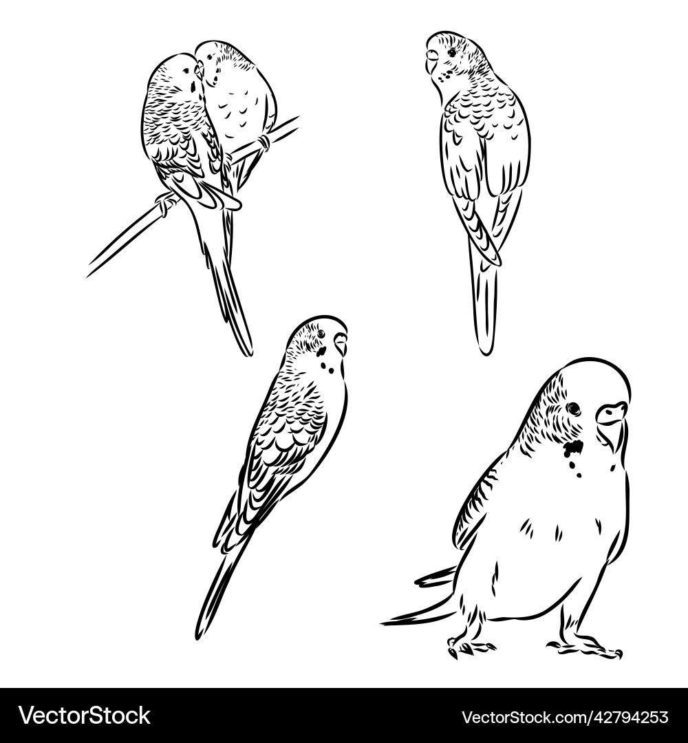 A cute budgie sits on perch sketch for design Vector Image