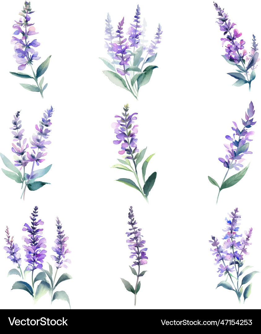 Watercolor sage flowers set Royalty Free Vector Image