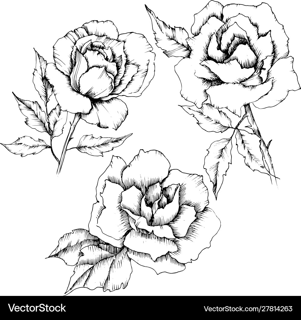Rose flower in a style isolated Royalty Free Vector Image